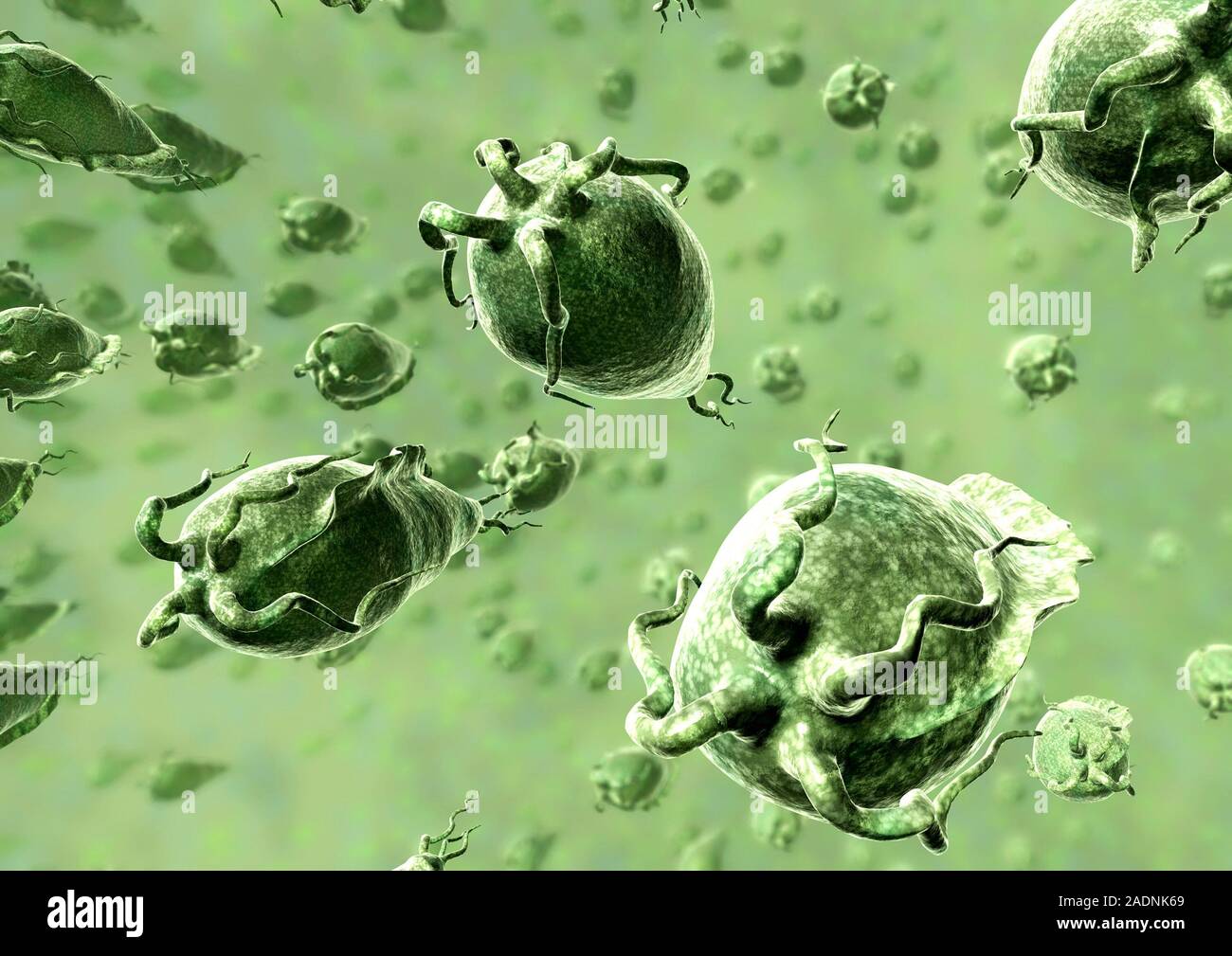 Trichomonas parasites. Computer artwork of the parasitic protozoa ...