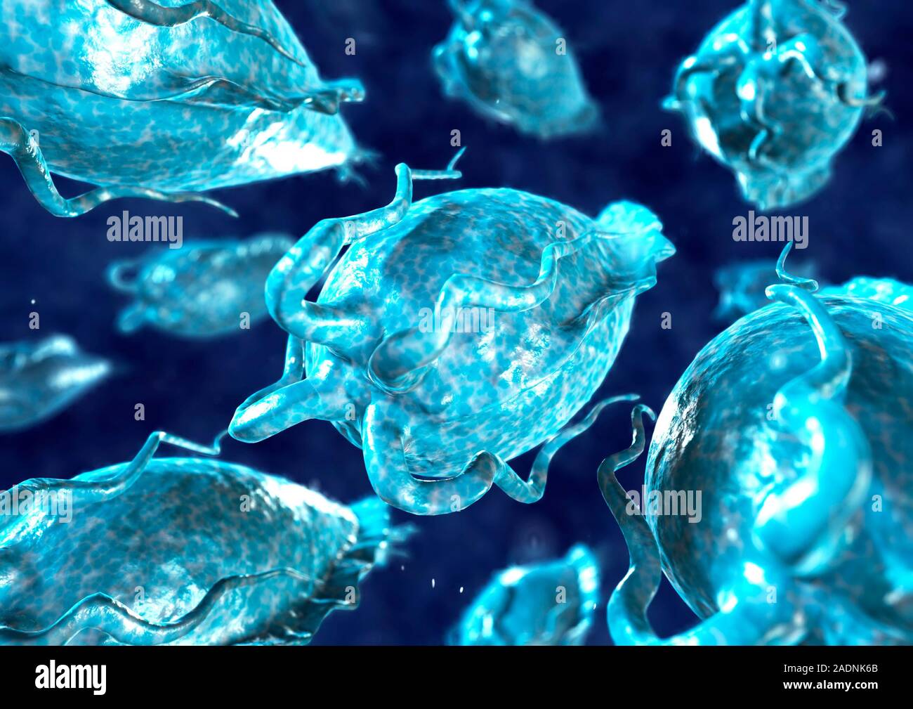 Trichomonas parasites. Computer artwork of the parasitic protozoa ...
