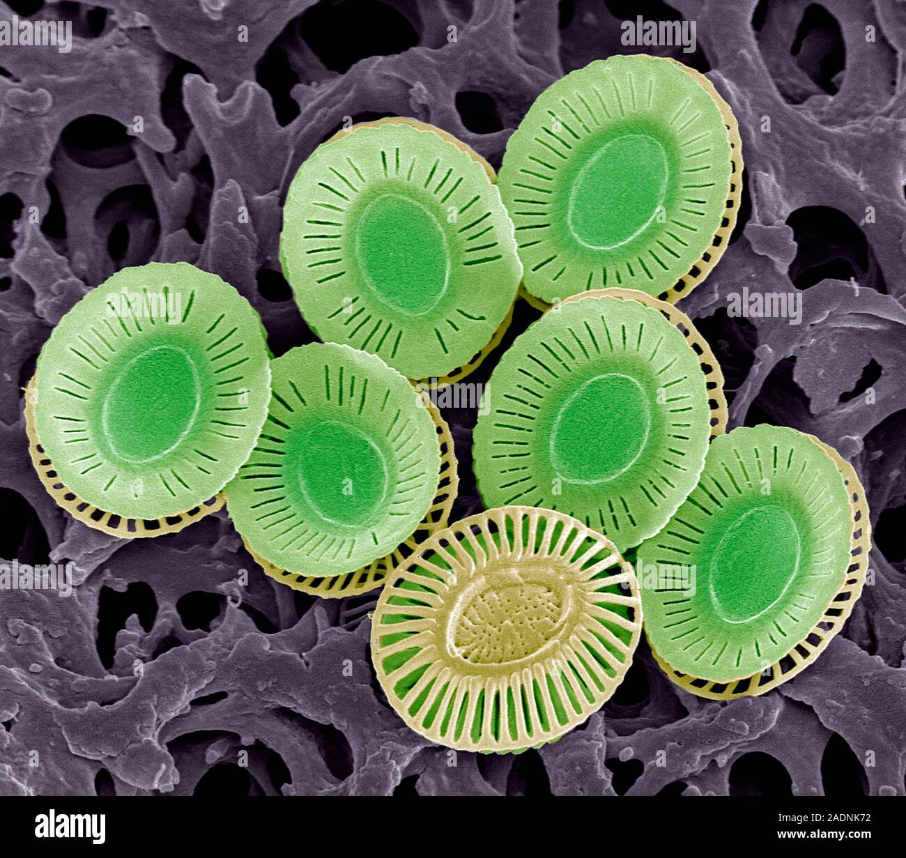 Calcareous phytoplankton plates. Coloured scanning electron micrograph ...
