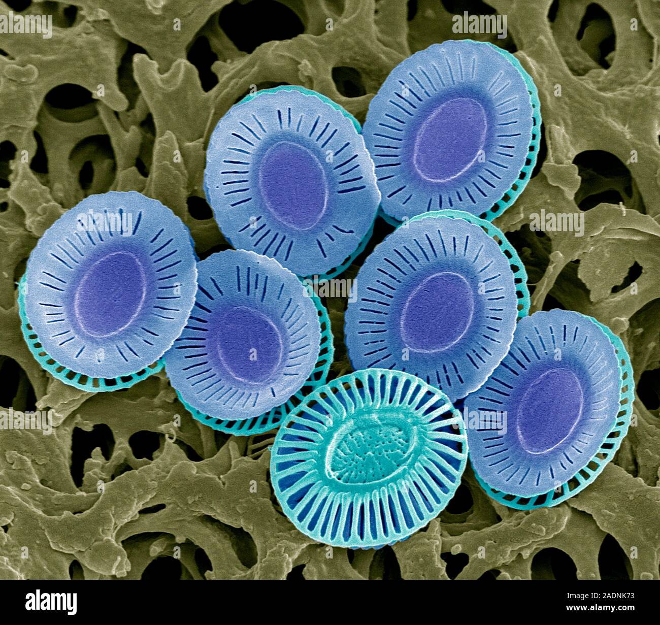 Calcareous phytoplankton plates. Coloured scanning electron micrograph ...