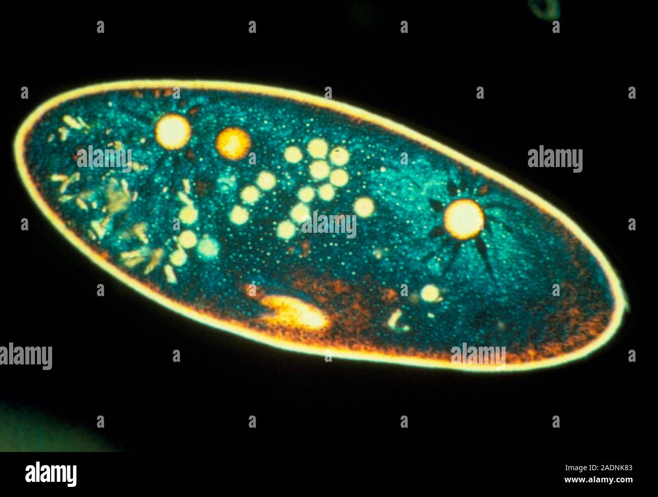 Paramecium protozoa. Light micrograph of Paramecium caudatum, a ciliate ...