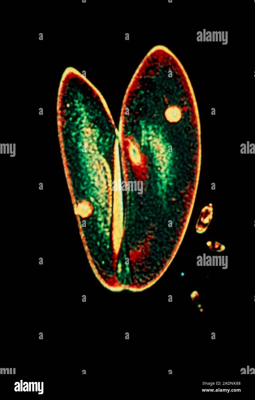 Conjugating Paramecia. Coloured light micrograph of two ciliate ...