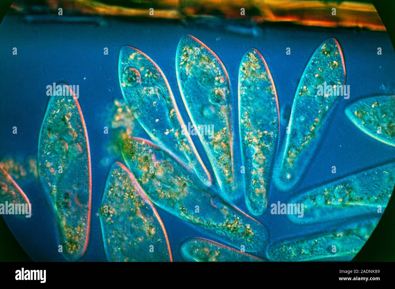 Paramecium protozoa. Light micrograph of a group of Paramecium caudatum, which are single-celled ...