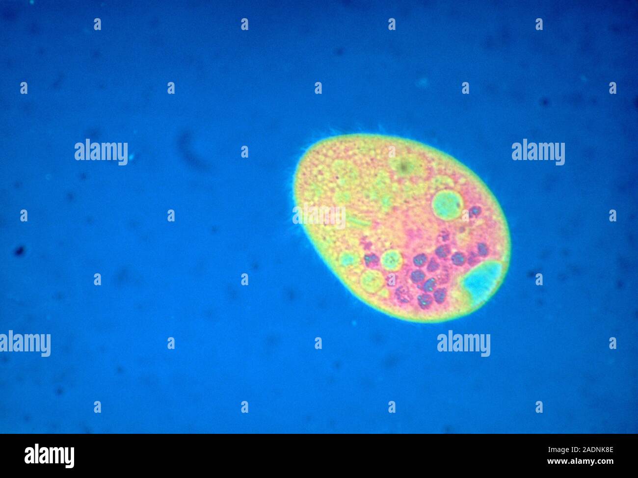 Tetrahymena protozoa. Light micrograph of Tetrahymena sp, a ciliate ...
