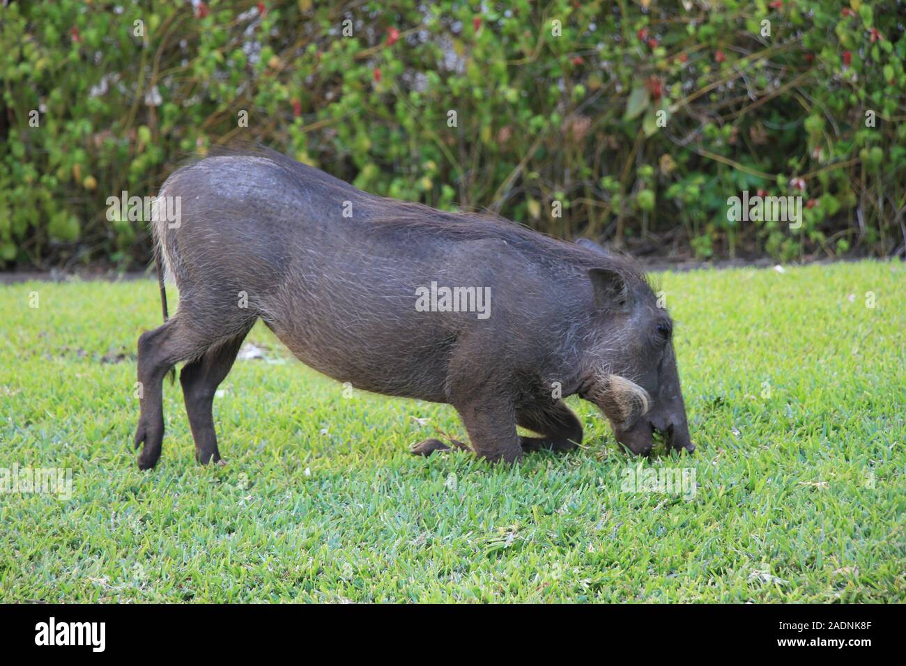World largest hog hi-res stock photography and images - Alamy
