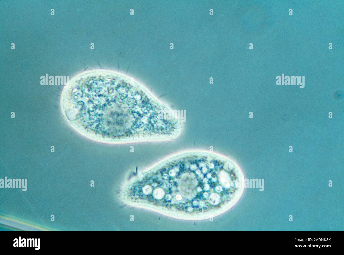 Light micrograph of ciliate protozoa, Tetrahymena sp. Magnification ...