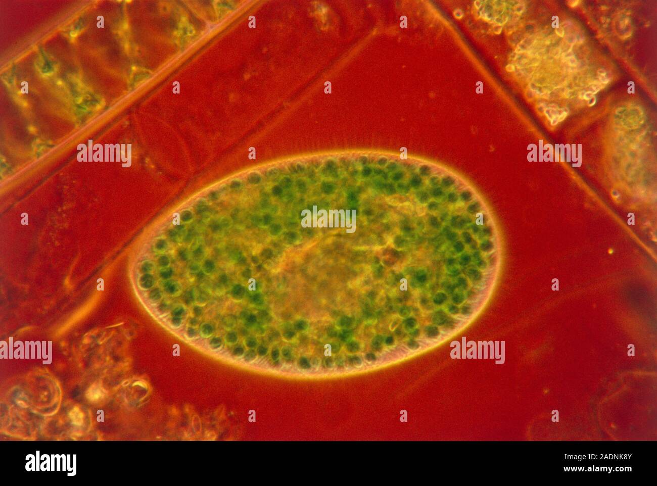 Light micrograph of the slipper-shaped ciliate, Paramecium bursaria ...