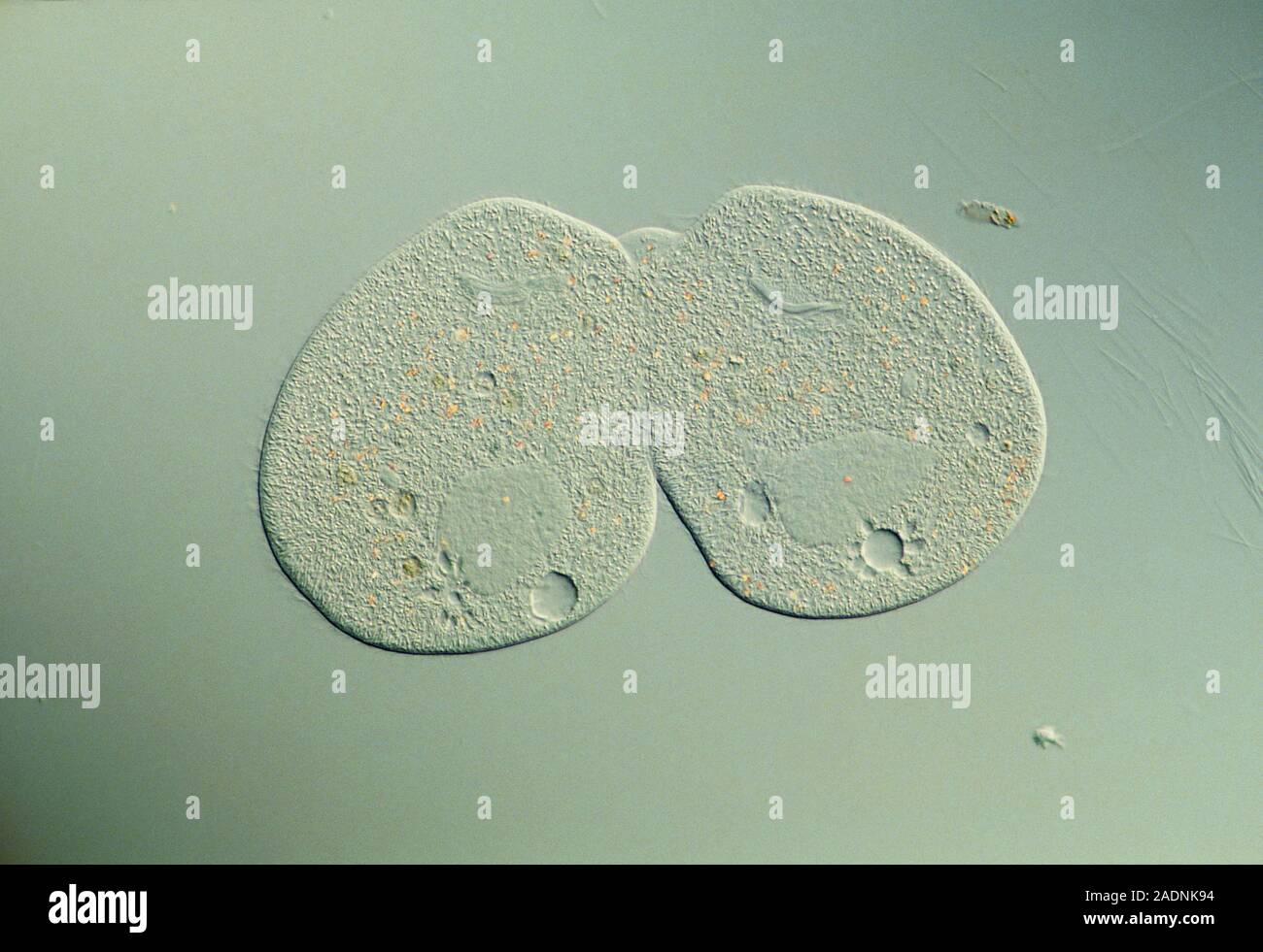 Light micrograph of the ciliate protozoan Paramecium sp., undergoing ...