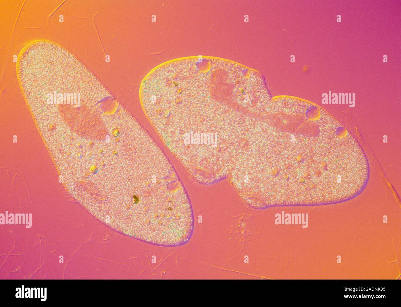Light micrograph of two ciliate protozoans of the genus Paramecium. The ...