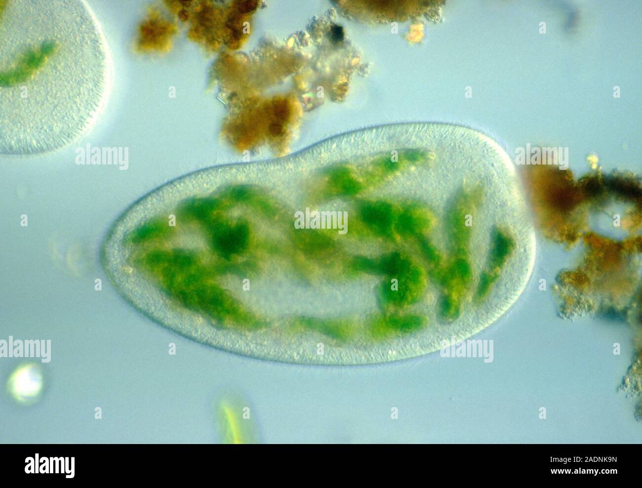 Light micrograph of the slipper-shaped, ciliate protozoan Paramecium sp ...