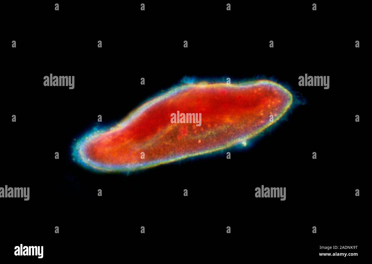 Light micrograph of Paramecium sp., a ciliate protozoan, abundant in ...