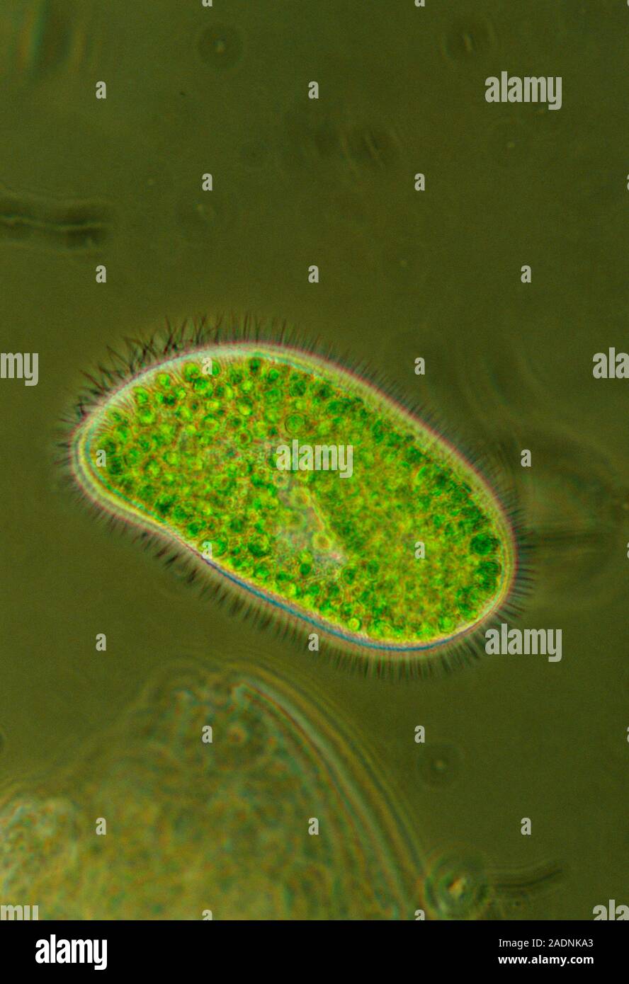 Paramecium bursaria. Light micrograph of the slipper-shaped ciliate ...