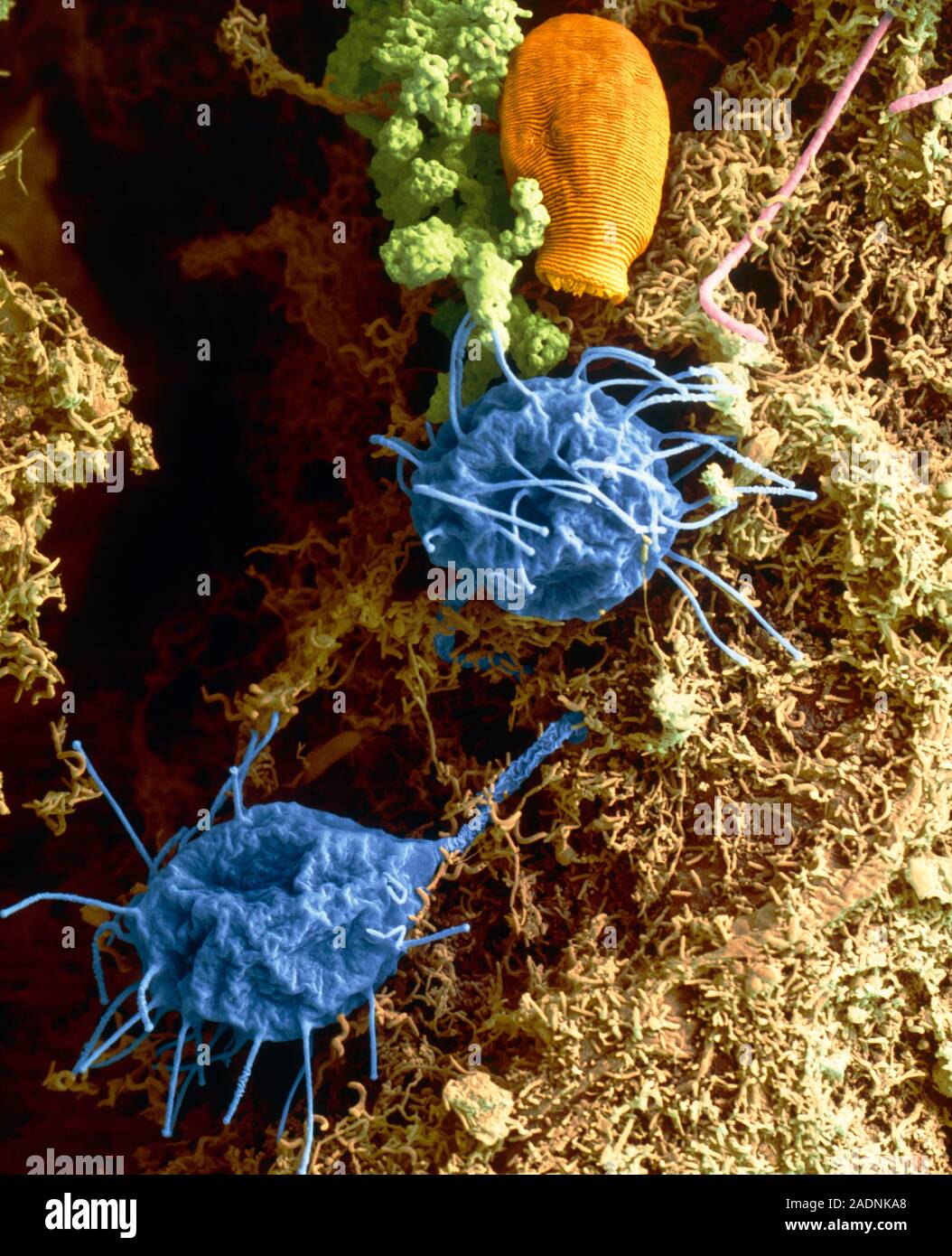 Compost microorganisms. Coloured scanning electron micrograph of yeast ...