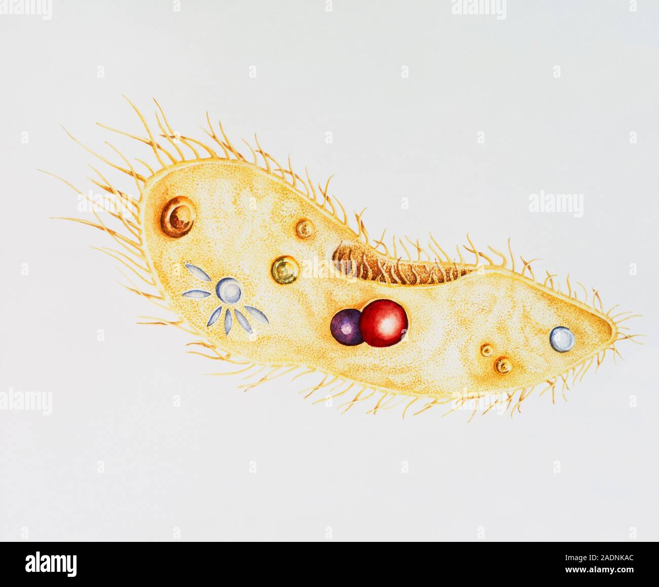 Paramecium sp. Watercolour artwork of Paramecium sp., a ciliate ...