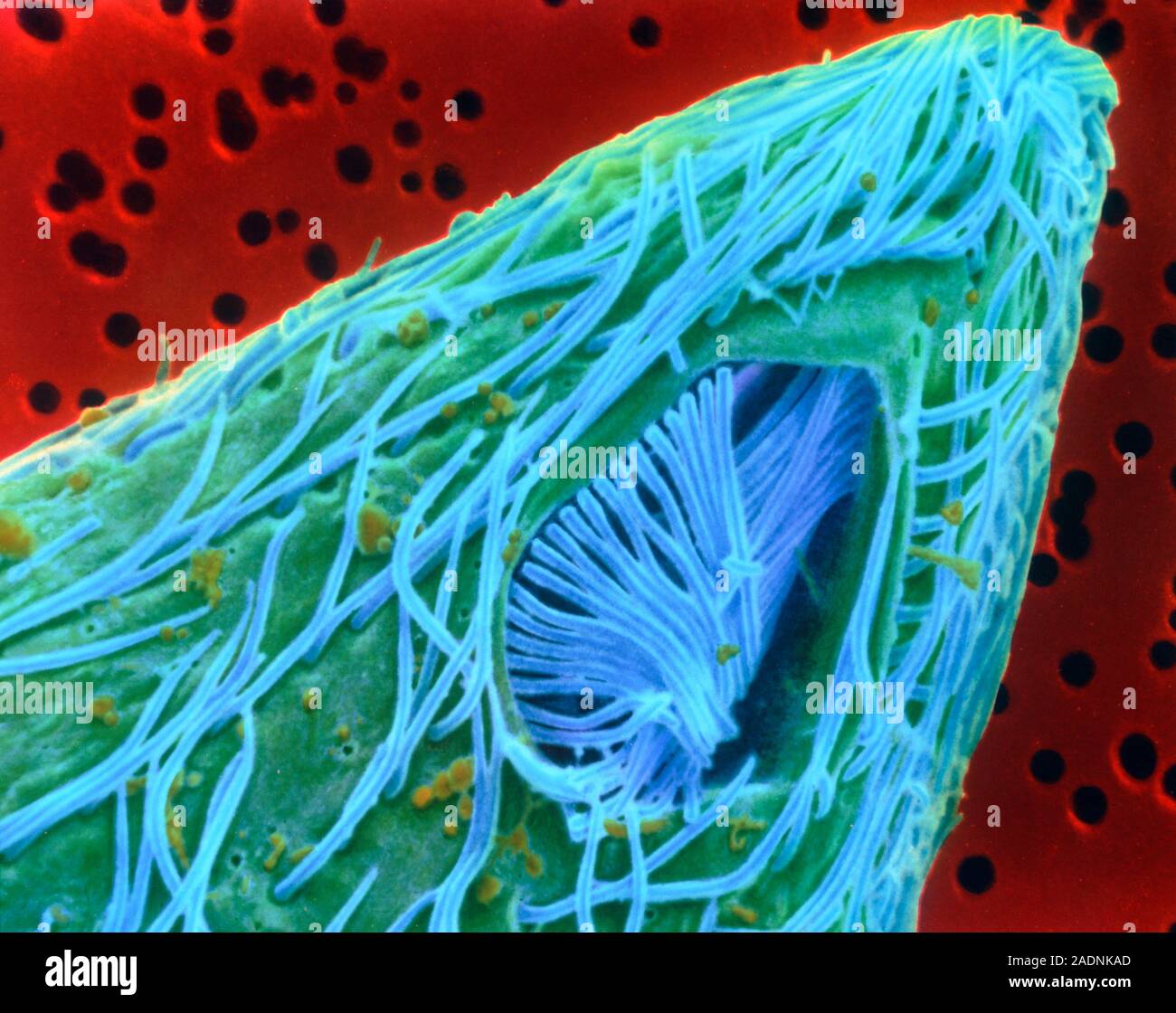 Mouth of Tetrahymena pyriformis protozoan. Coloured scanning electron ...