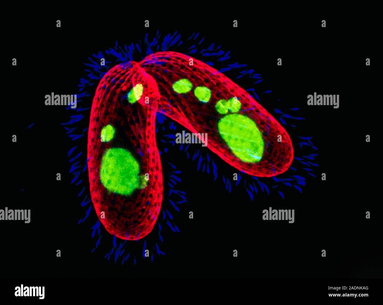 Tetrahymena protozoa. Immunofluorescent light micrograph of two ...