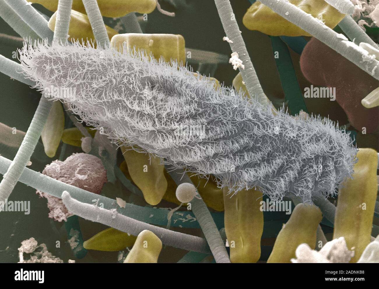 Paramecium protozoan. Coloured scanning electron micrograph (SEM) of a ...