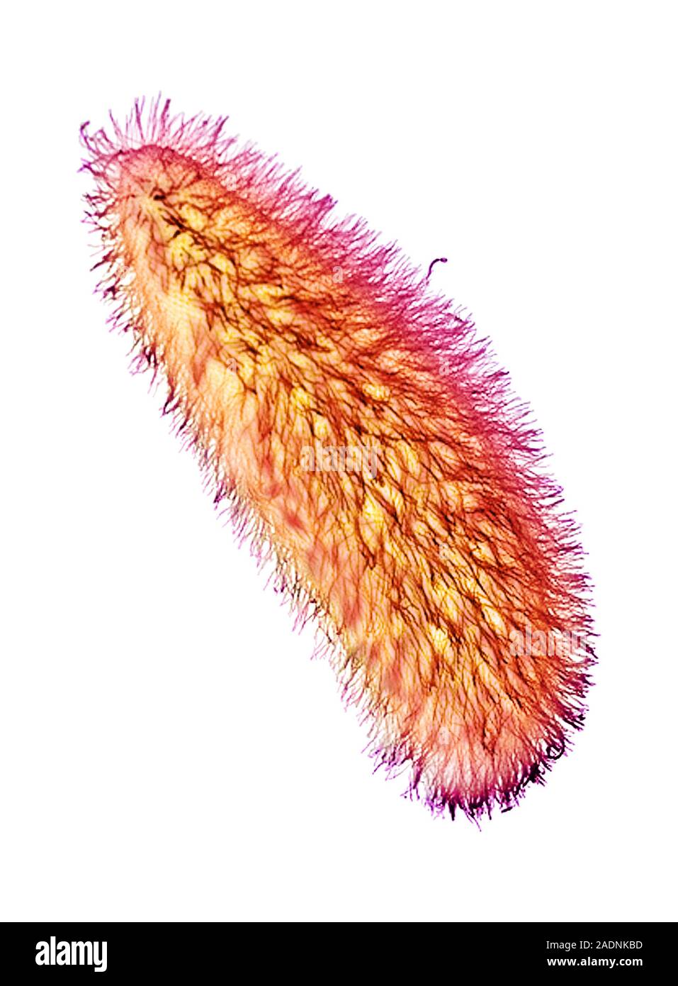 Paramecium sp. protozoan. Coloured scanning electron micrograph (SEM ...