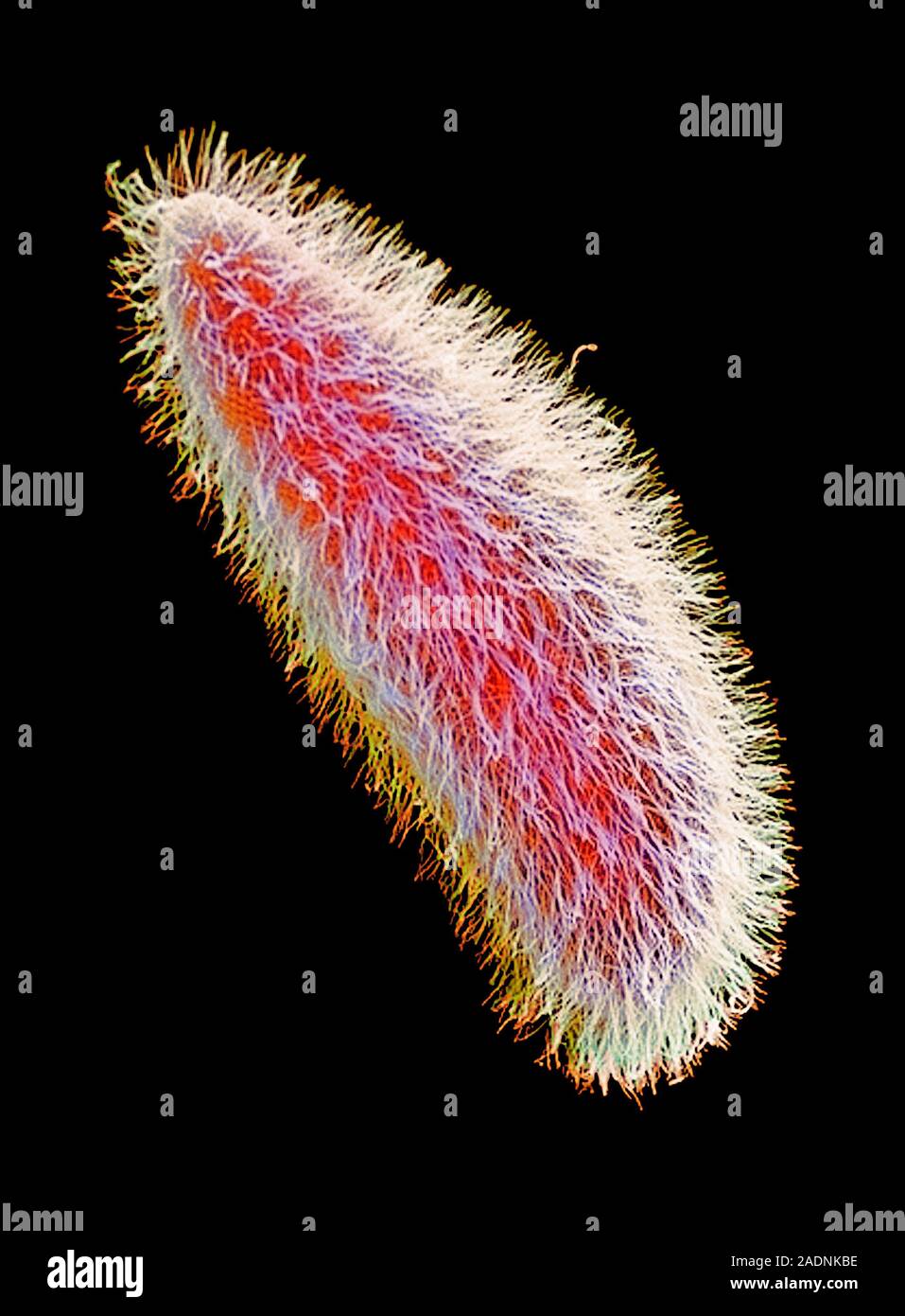 Paramecium sp. protozoan. Coloured scanning electron micrograph (SEM ... Paramecium sp. protozoan. Coloured scanning electron micrograph (SEM ...