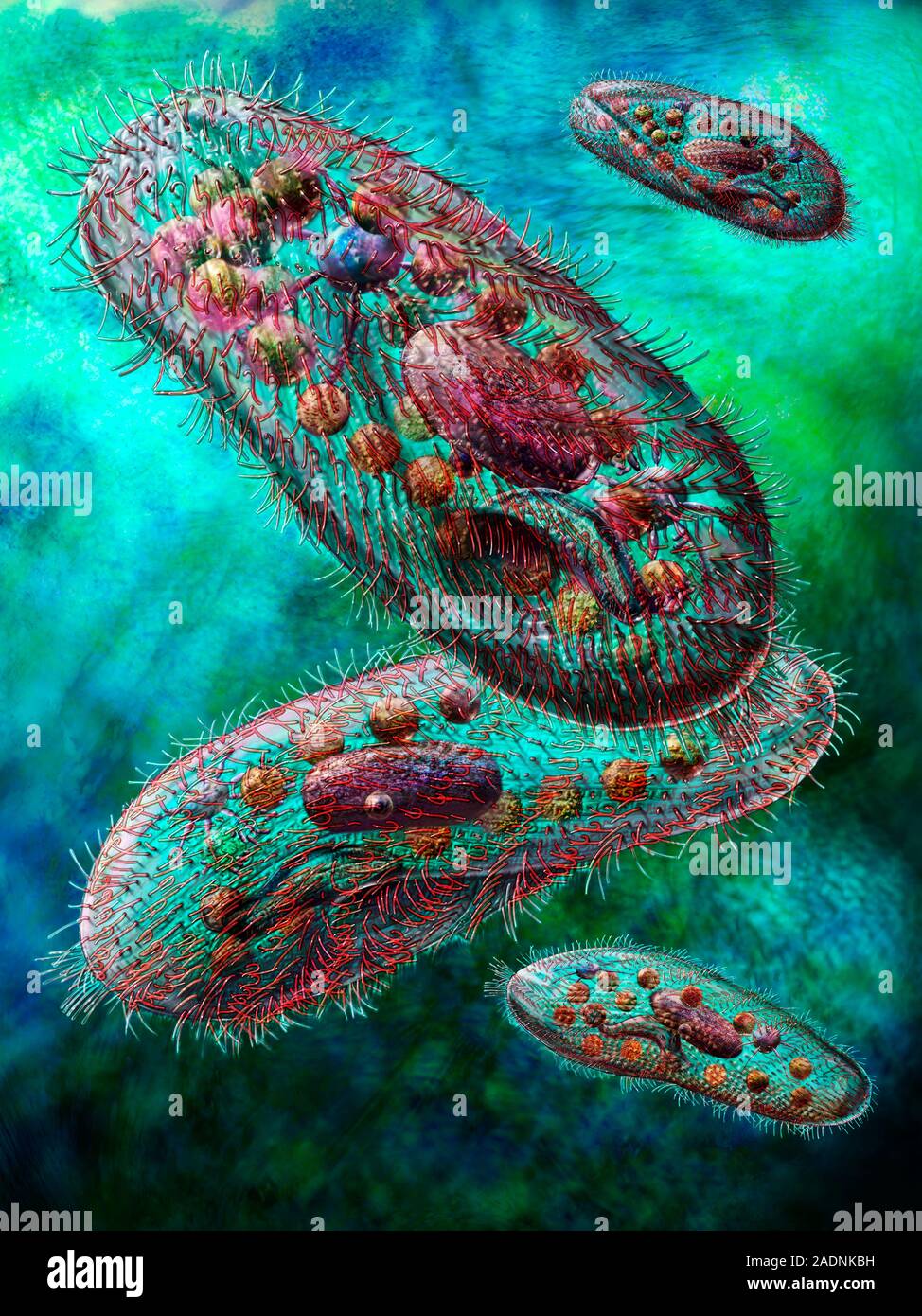 This image may not be used in educational posters Paramecium protozoa ...