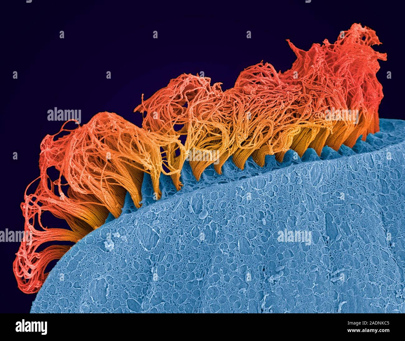 Protozoan oral cilia. Coloured scanning electron micrograph (SEM) of ...
