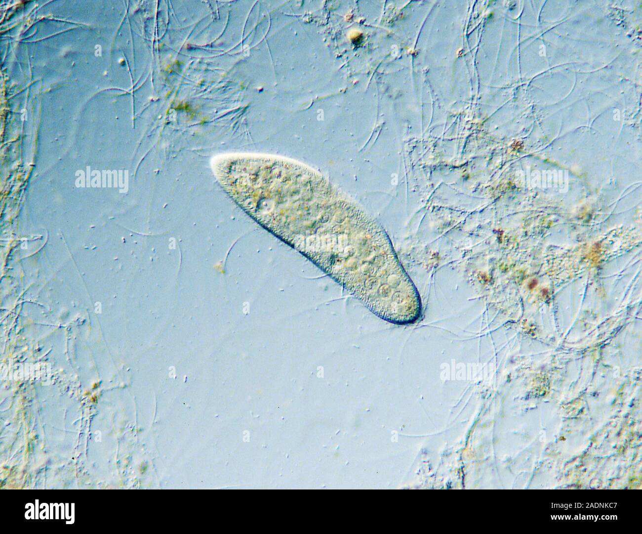 Paramecium protozoan. Light micrograph of a Paramecium sp. ciliate protozoan. This single ...