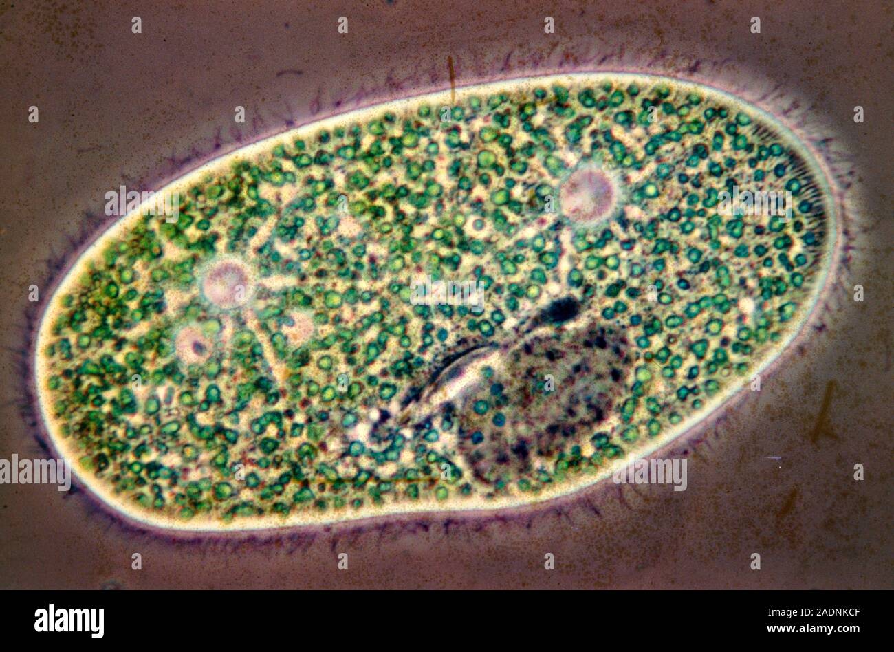 Paramecium protozoan. Light micrograph of a Paramecium sp. ciliate protozoan. This single ...