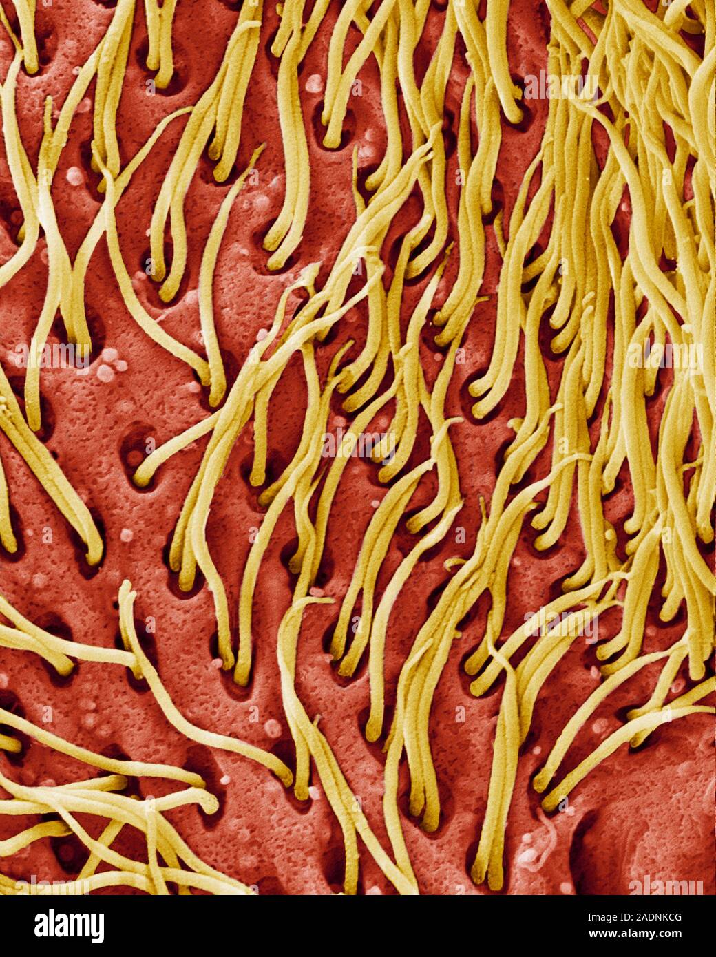 Protozoan cilia. Coloured scanning electron micrograph (SEM) of cilia ...