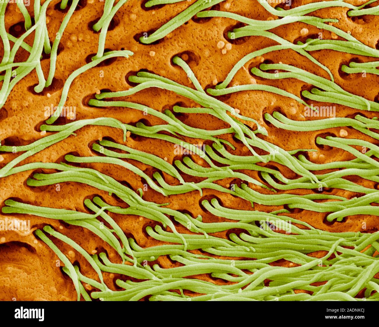 Protozoan cilia. Coloured scanning electron micrograph (SEM) of cilia ...