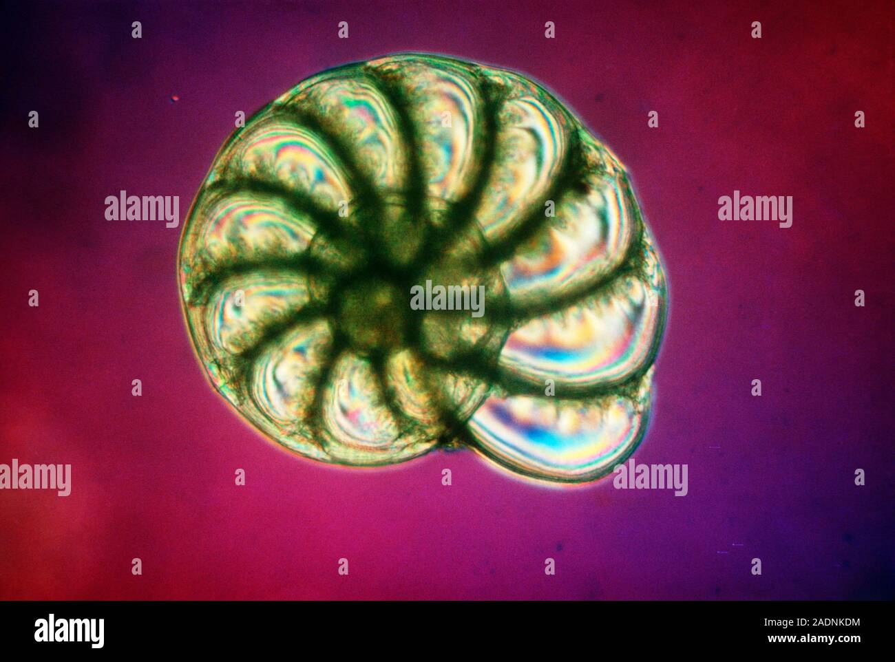 Shelled protozoan. Light micrograph of a shelled protozoan, Nonionina depressula, belonging to ...