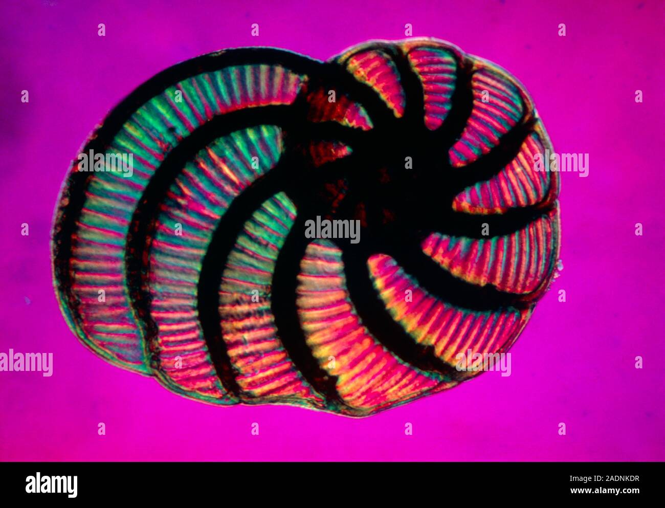 Shelled protozoan. Light micrograph of a shelled protozoa, Peneroplis pertusus, belonging to the ...