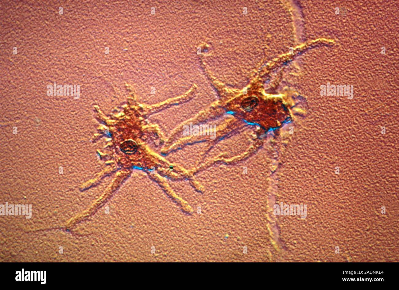 Light Micrograph Of Two Amoebae Amoeba Proteus Meeting And Touching Each Other With Their