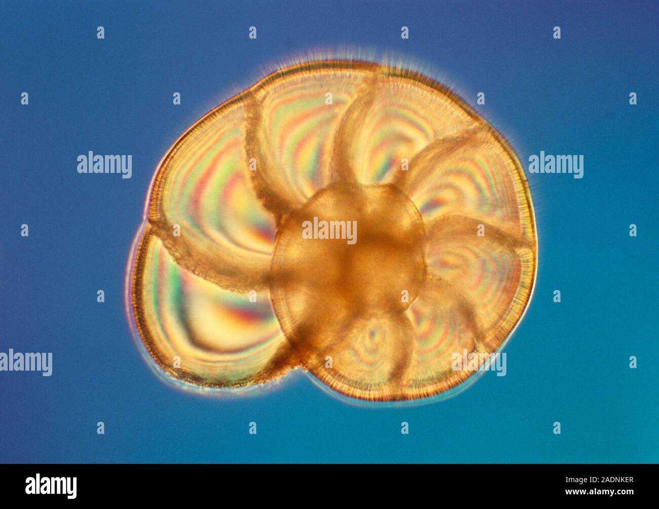 Light micrograph of the shell of a Foraminifera, Nonionina depressula ...