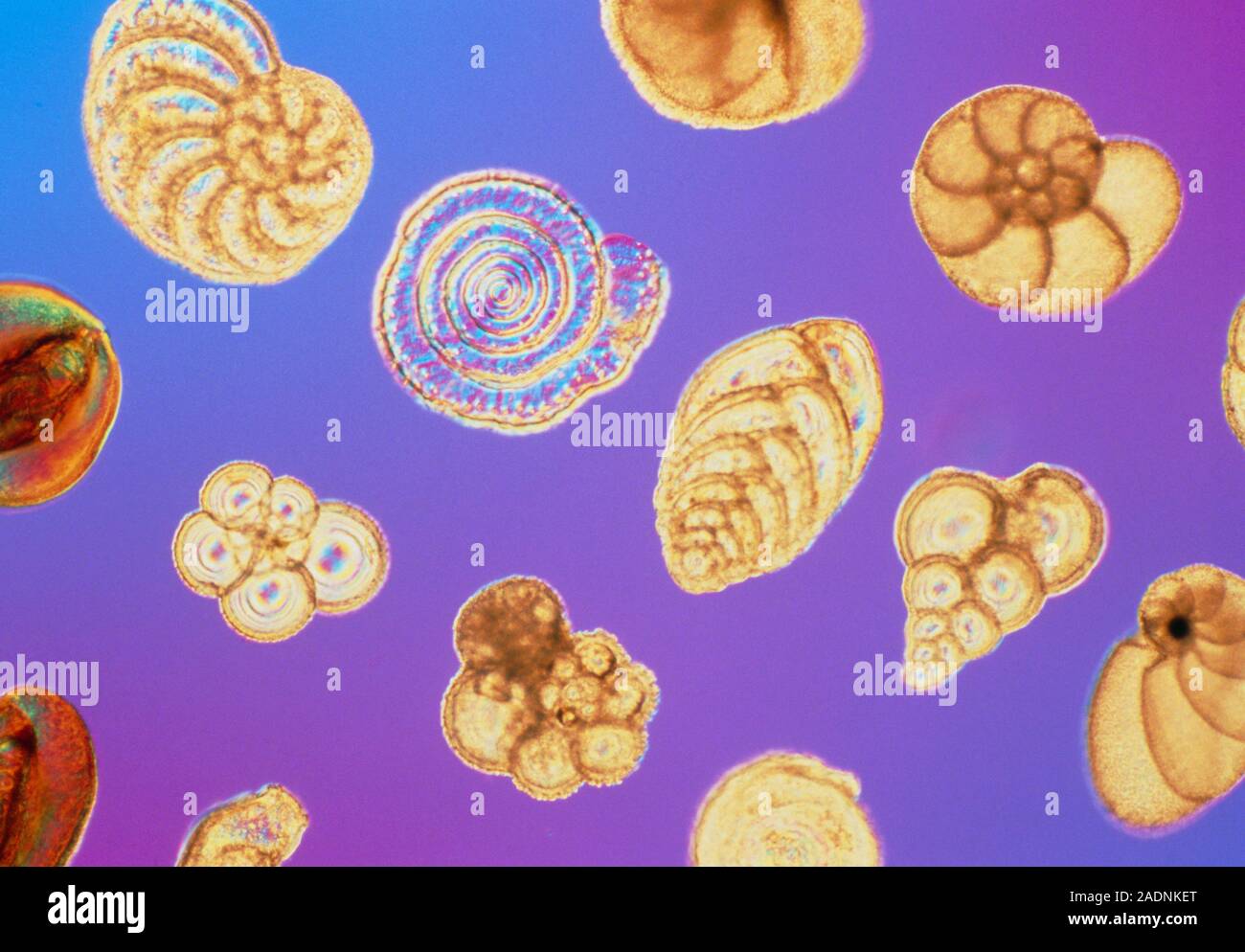 Light micrograph of shells belonging to the order known as Foraminifera ...