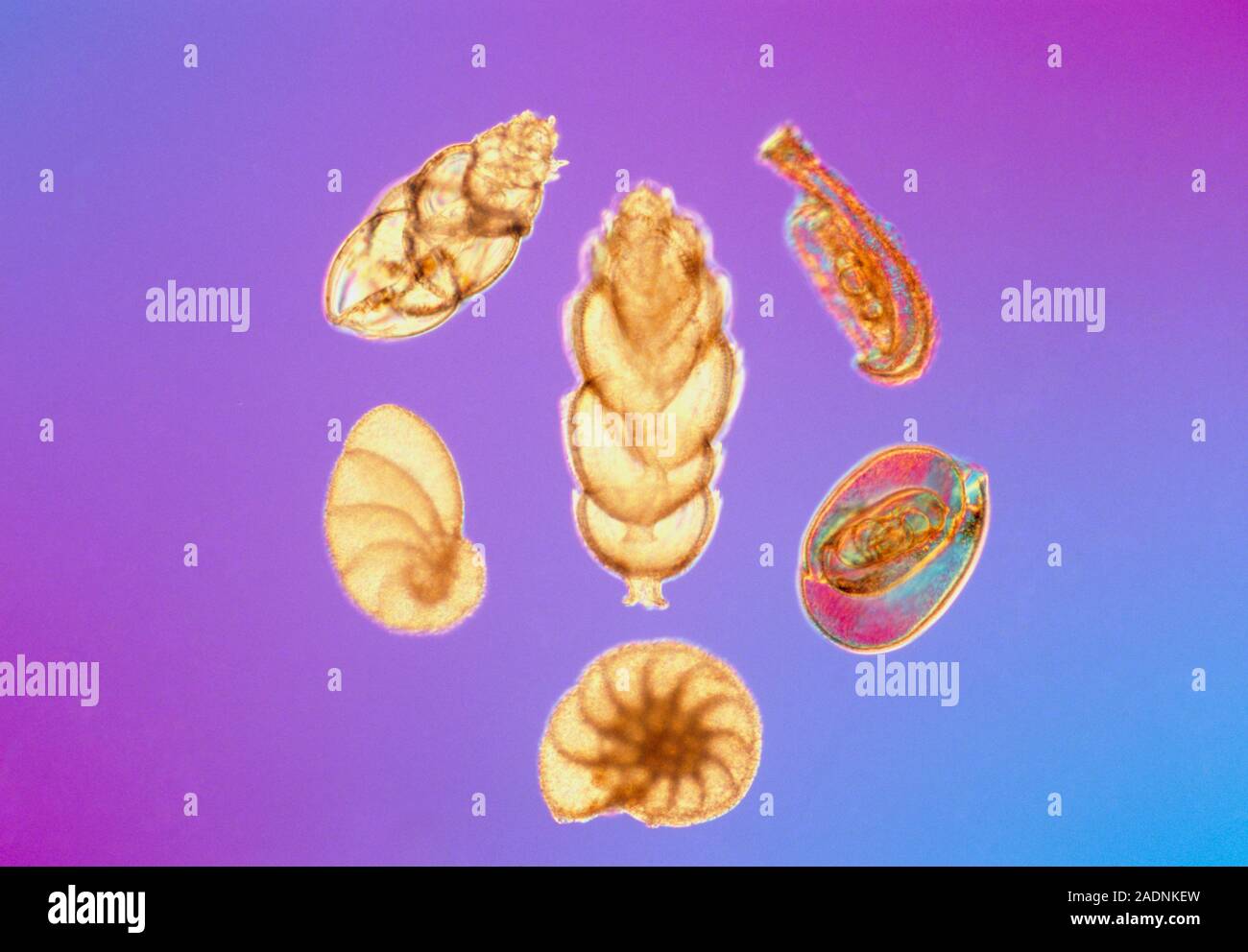 Light micrograph of a group of shells belonging to the order known as Foraminifera. It comprises ...