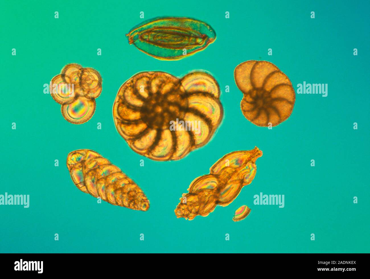 Light micrograph of a group of fossil shells belonging to the order ...