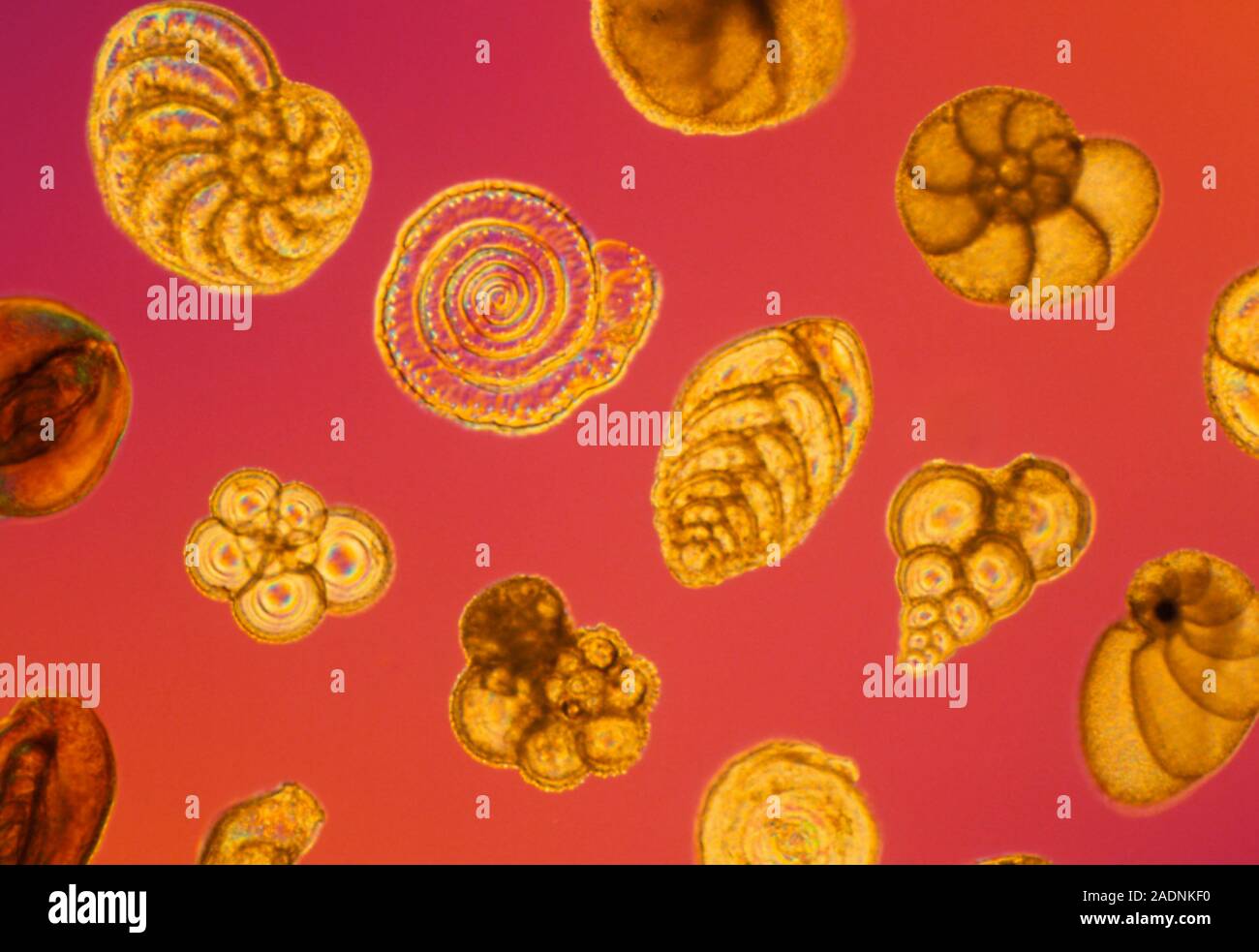 Light micrograph of a group of shells belonging to the order known as Foraminifera. It comprises ...