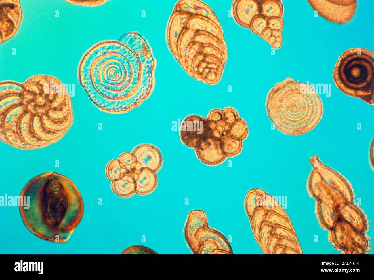 Light micrograph of different species of shells belonging to the order known as Foraminifera. It ...