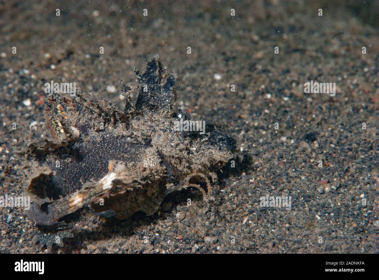 Devilfish hi-res stock photography and images - Alamy