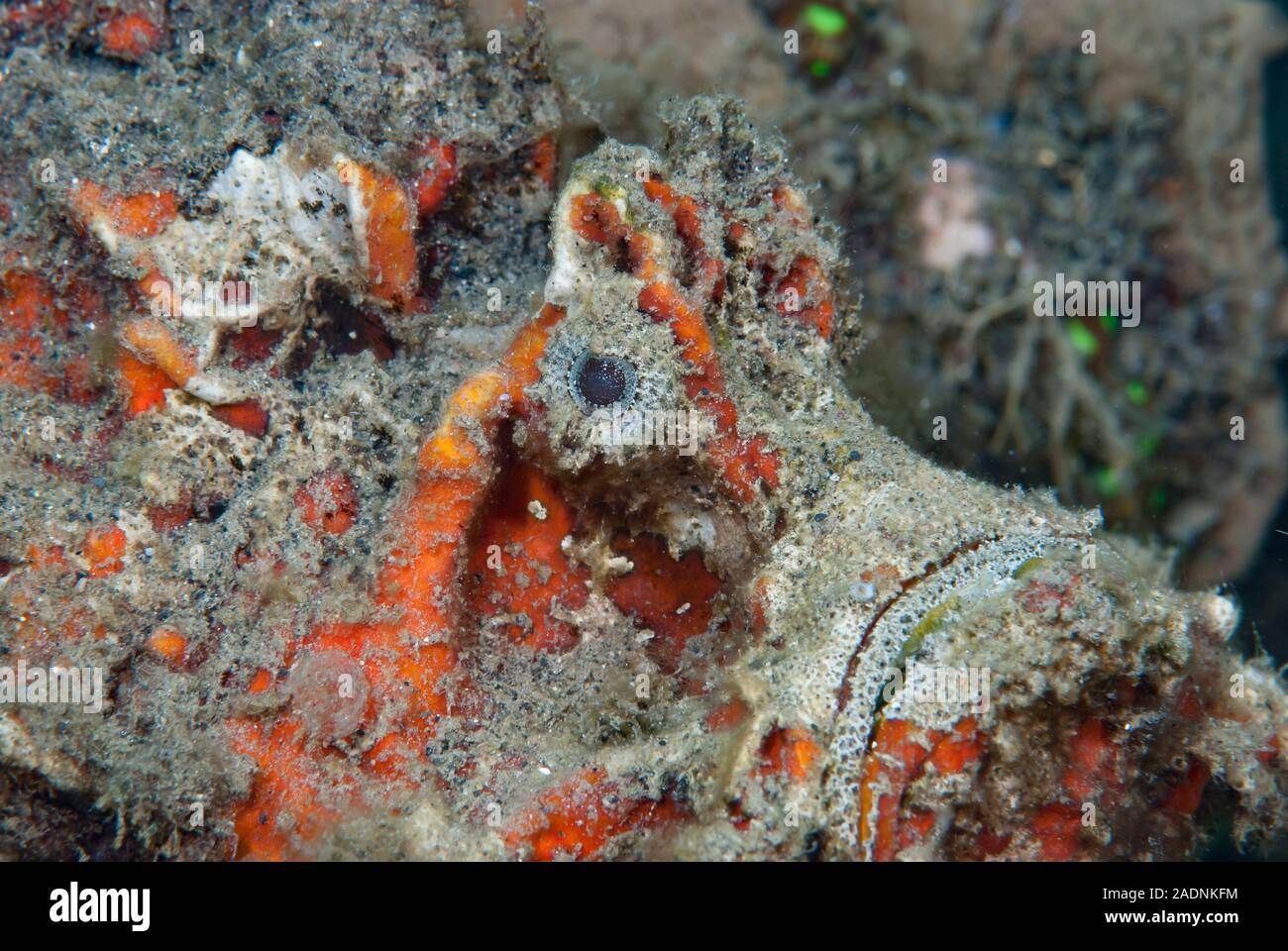 Spiny sea creatures hi-res stock photography and images - Alamy