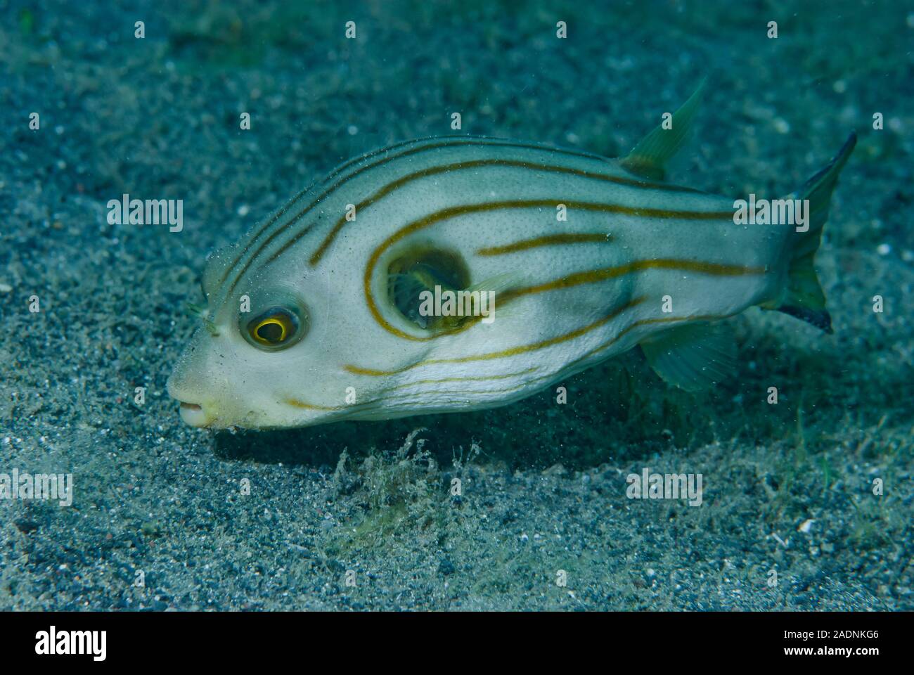 Manila pufferfish hi-res stock photography and images - Alamy