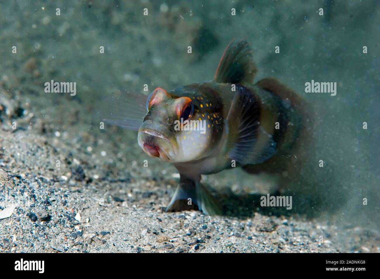 Giant Shrimp-Goby Amblyeleotris fontanesii Stock Photo - Alamy