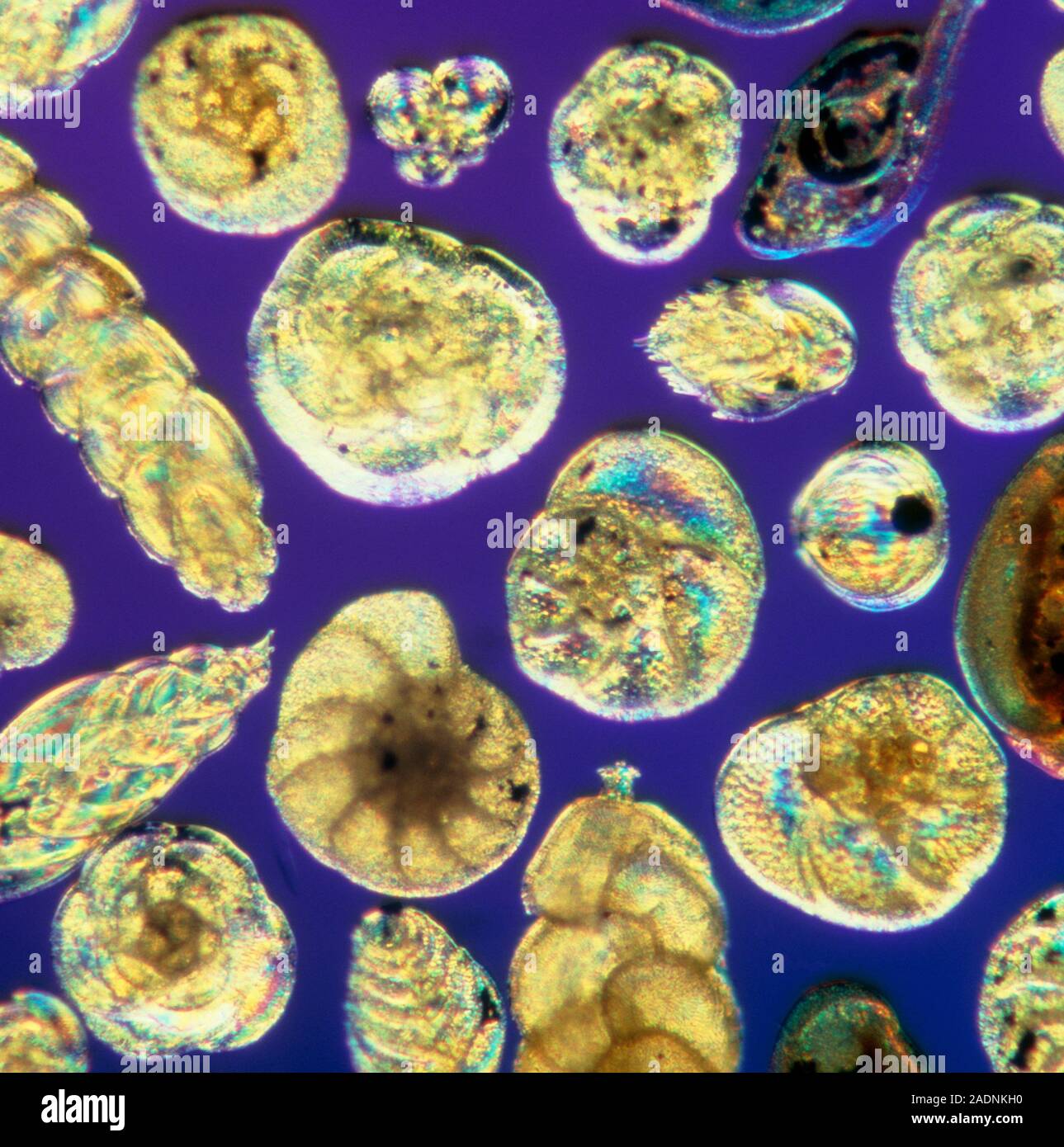 Foraminiferan shells. Light micrograph of assorted species of shells ...