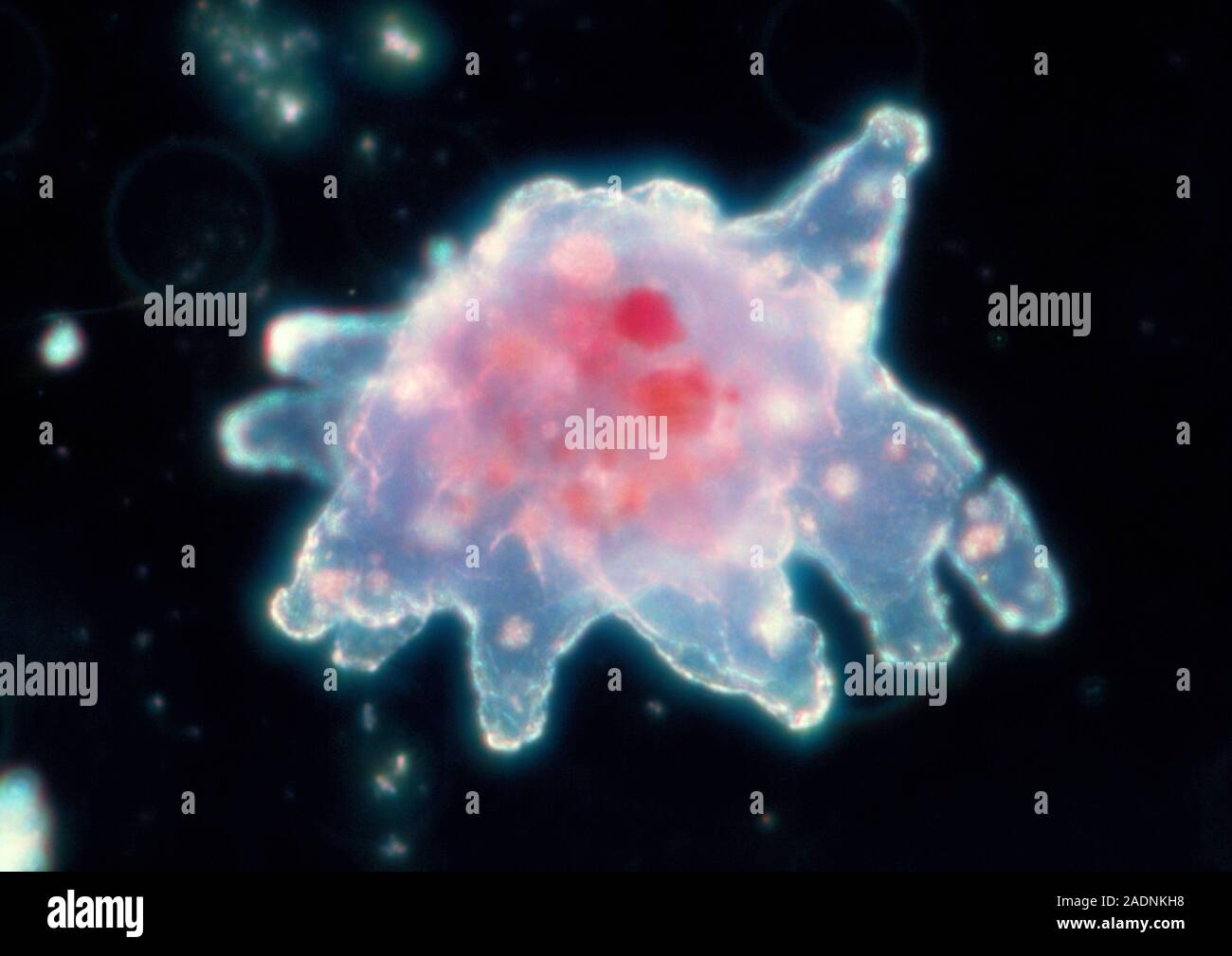 Amoeba proteus. Light micrograph of the single celled protozoan Amoeba proteus. The protozoan ...
