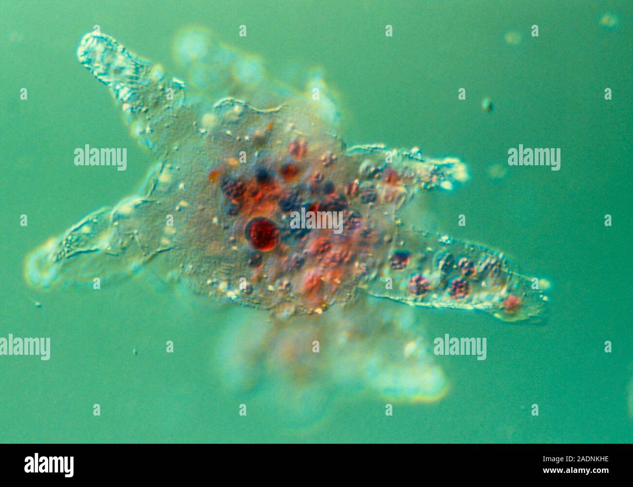 Amoeba proteus. Light micrograph of the single celled protozoan Amoeba proteus. The protozoan ...