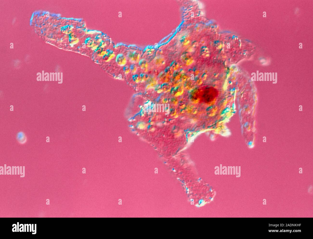 Amoeba proteus. Light micrograph of the single celled protozoan Amoeba proteus. The protozoan ...