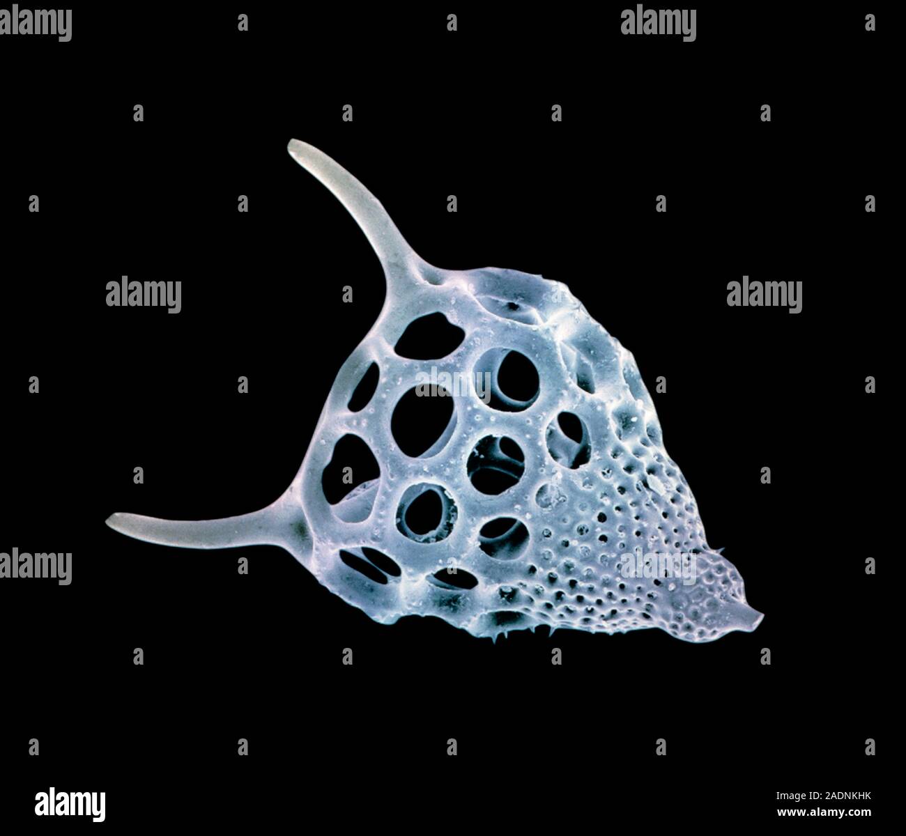 Radiolarian. Coloured scanning electron micrograph (SEM) of the test ...