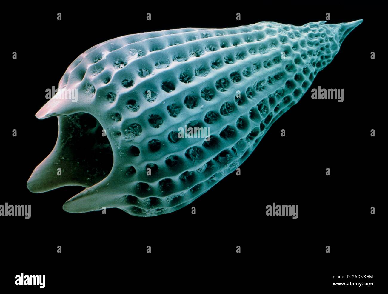 Radiolarian. Coloured scanning electron micrograph (SEM) of the test ...