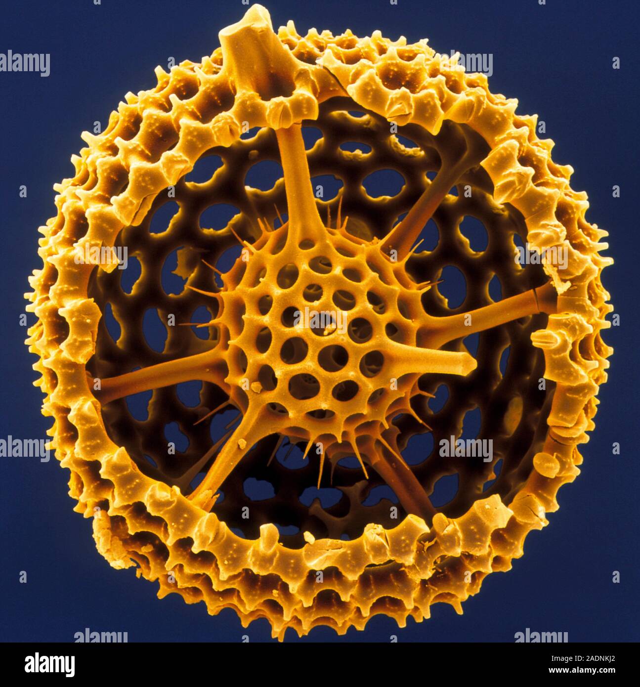 Radiolarian. Coloured scanning electron micrograph (SEM) of the test ...