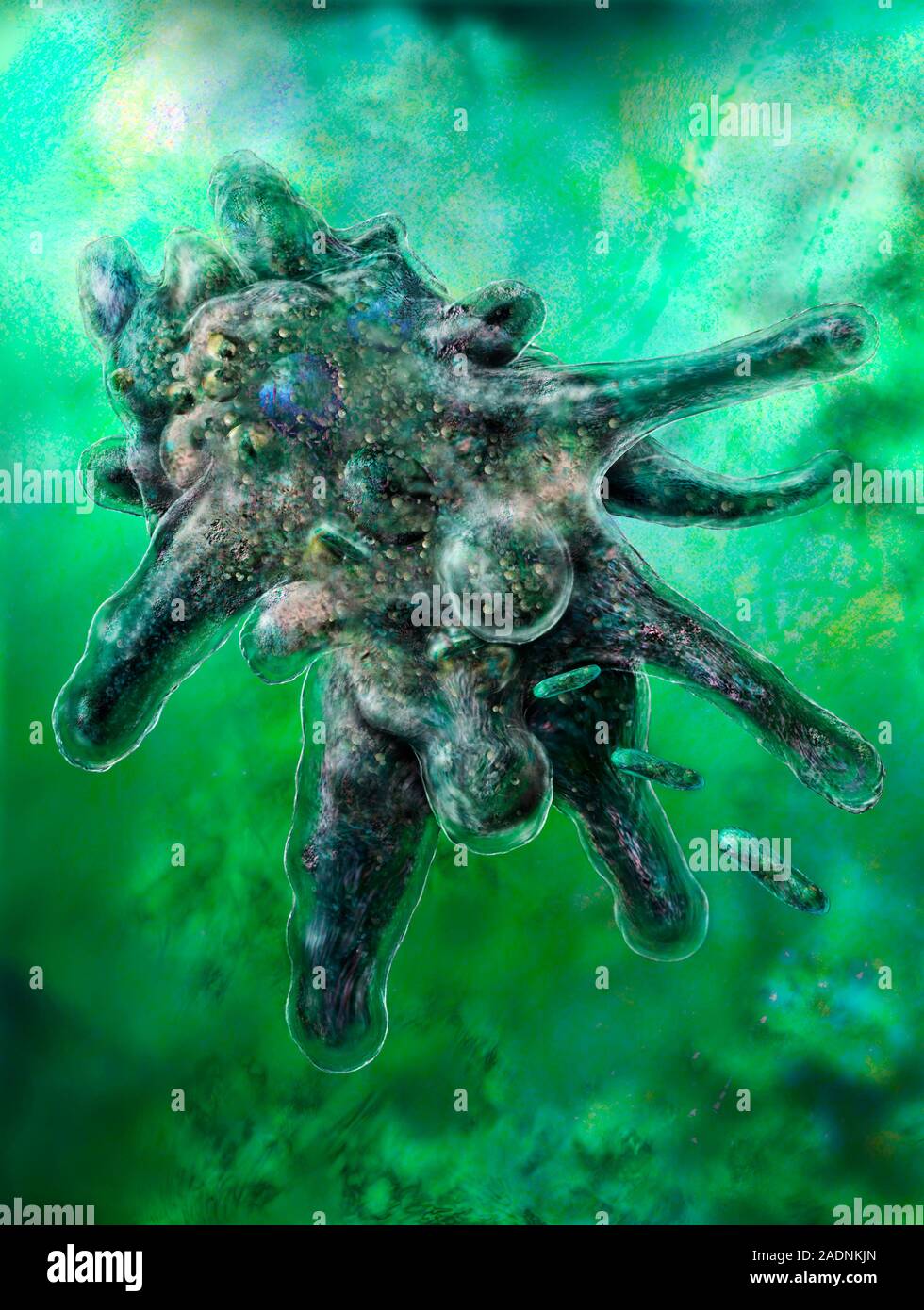 This image may not be used in educational posters Amoeba. Artwork of an ...